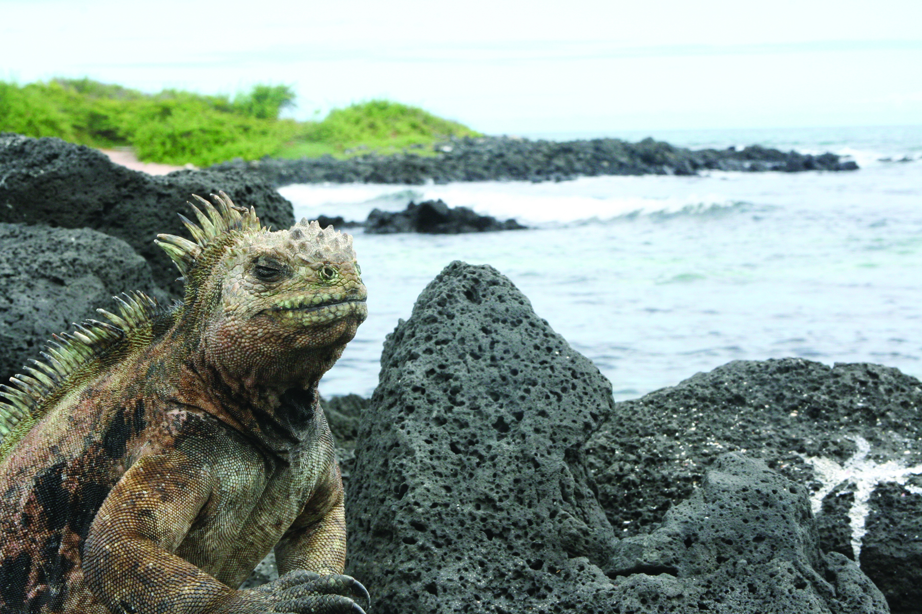 Aquarium Lecture Series: Stress in Wild Animals: From the Arctic to the ...
