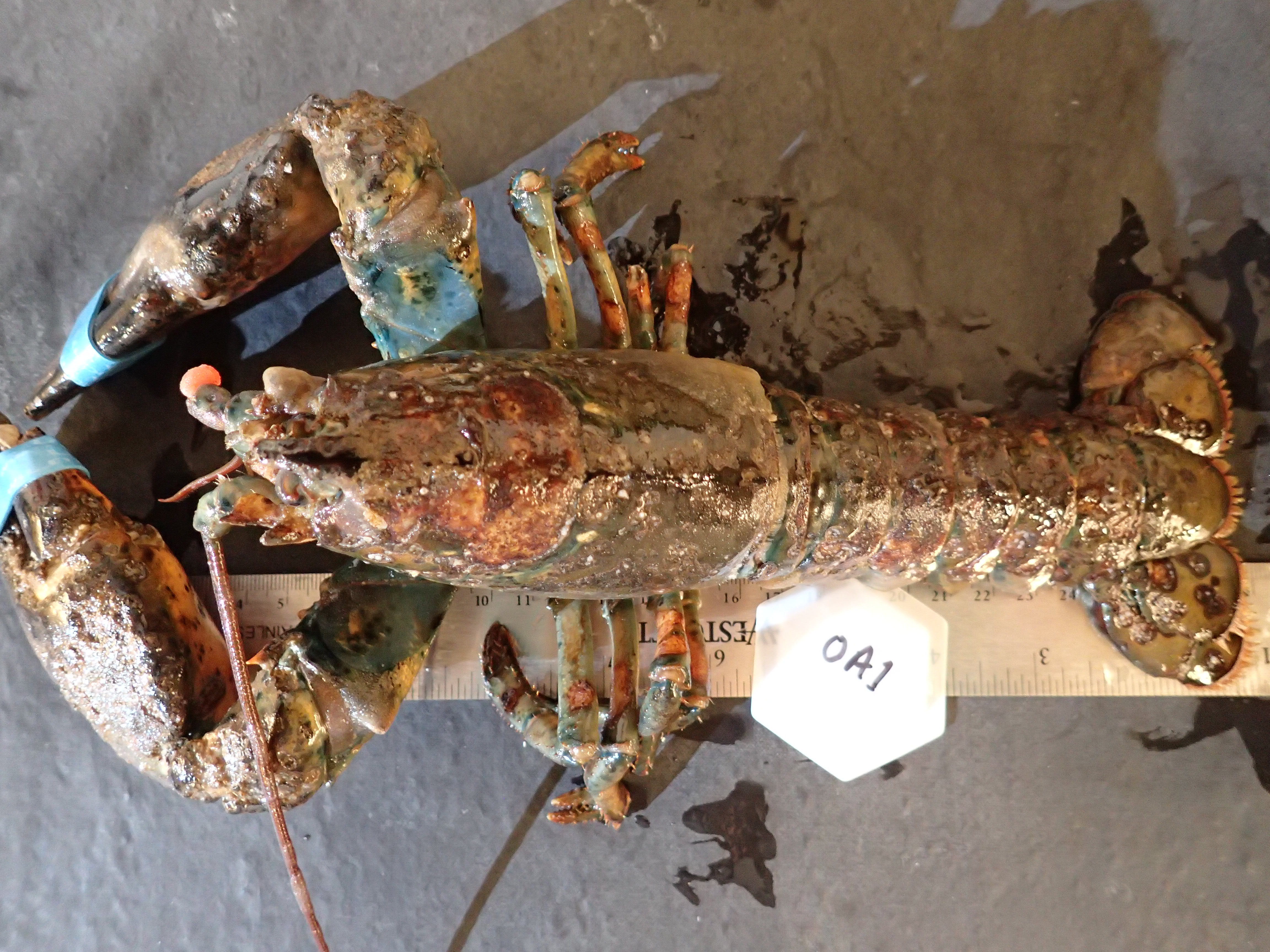 Aquarium Lecture Series: Epizootic Shell Disease in the American ...