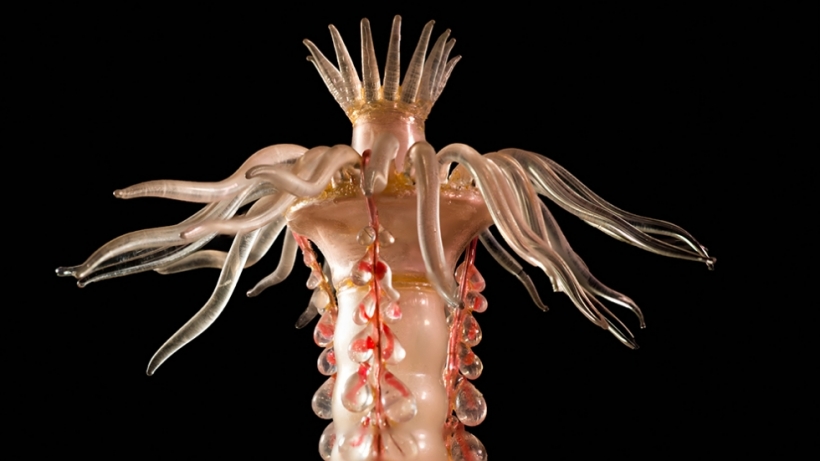Sea Creatures in Glass [11/02/16]