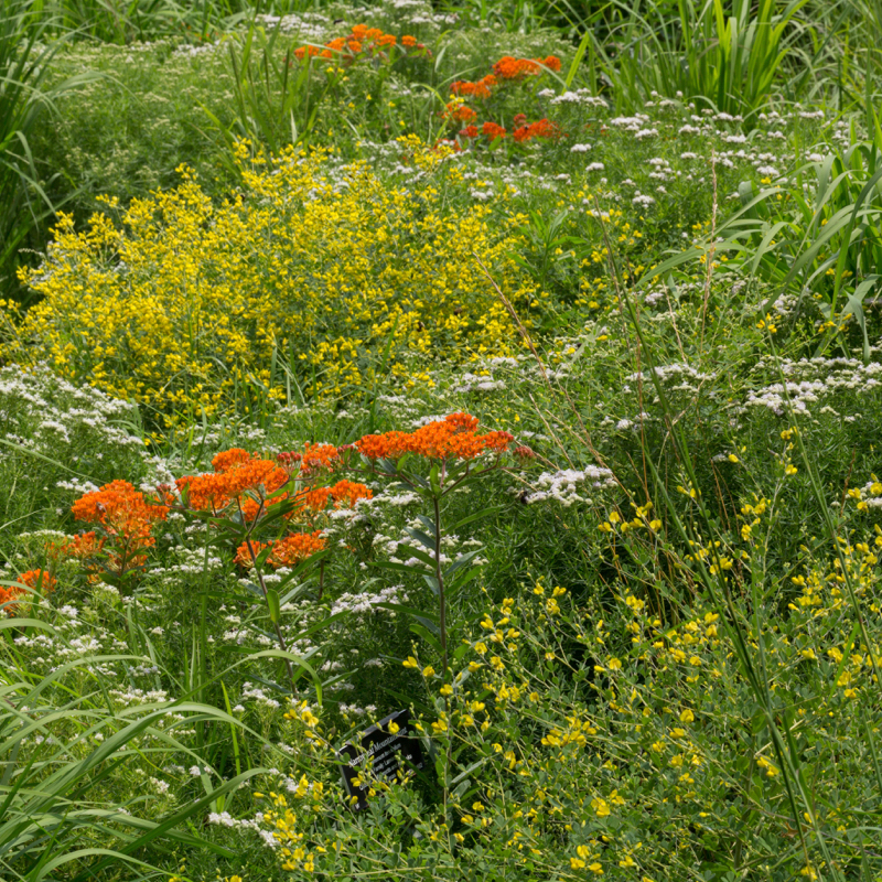 Lessons Learned when Field Botany Meets Design; a talk by Uli Lorimer ...