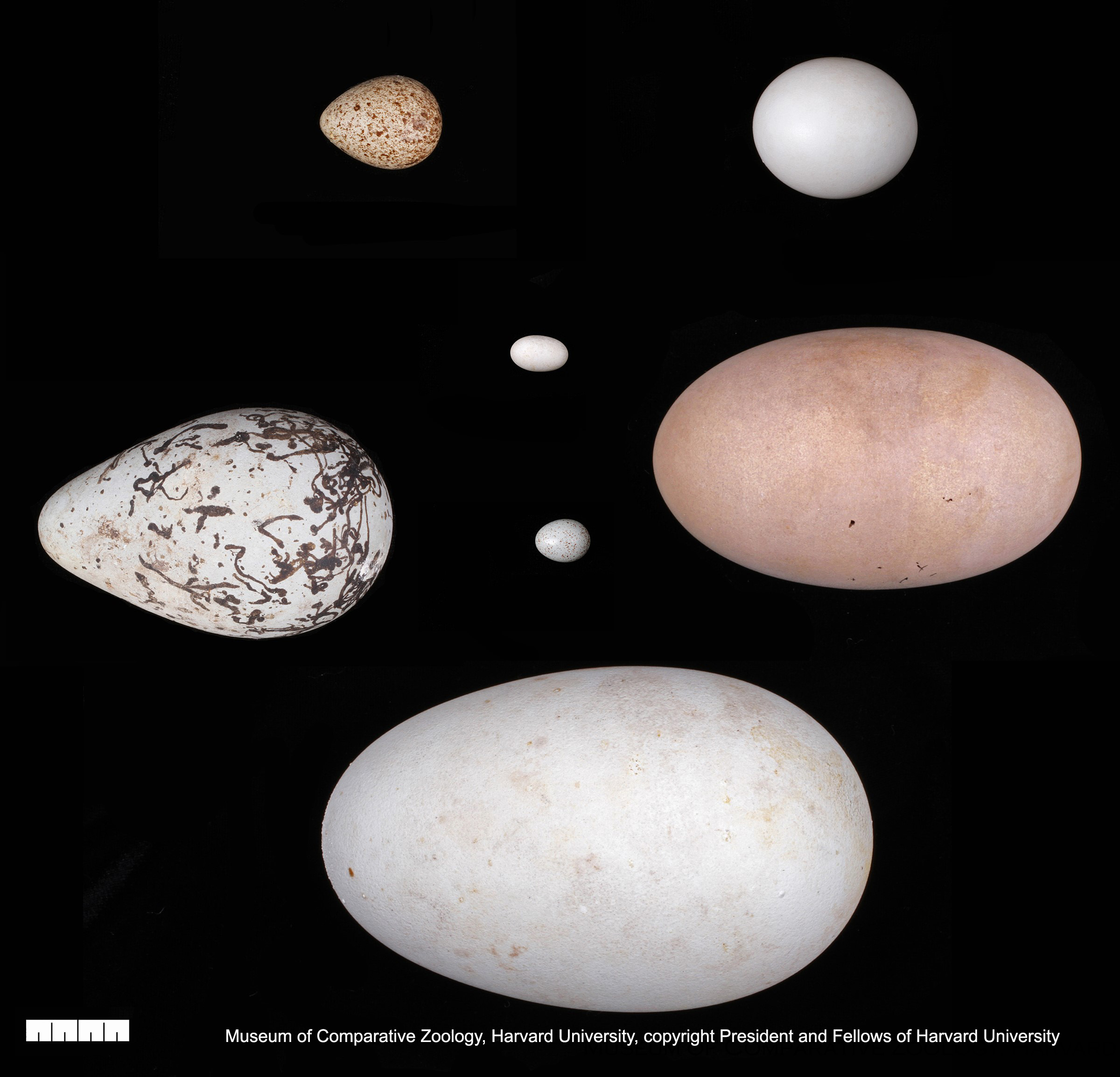 How Birds Work: Eggs [05/14/19]