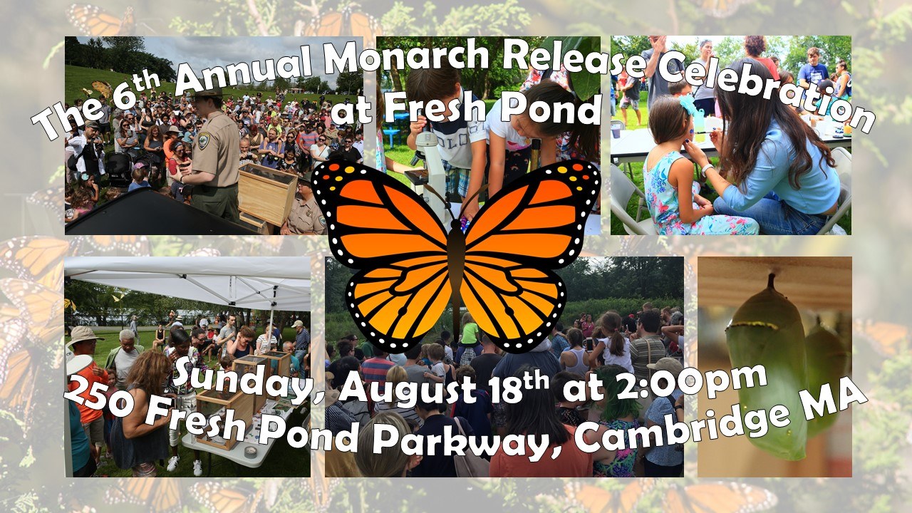 Monarch Butterfly Release Celebration [08/18/19]