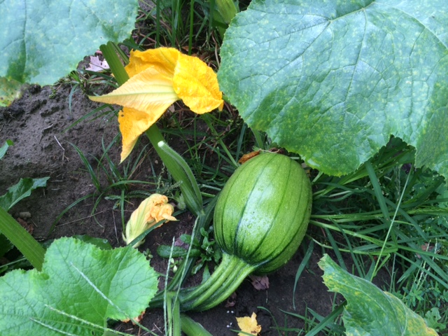 Mini Pumpkin Hunt and Native American Cultural Day [09/08/19]