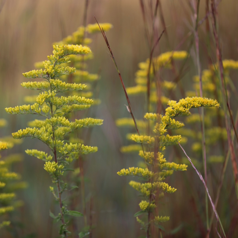 Designing with Plant Communities; a talk by Dan Jaffe [10/21/20]