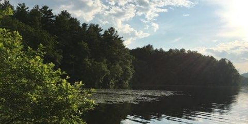 Forest Bathing Retreat at Houghton's Pond [07/18/20]