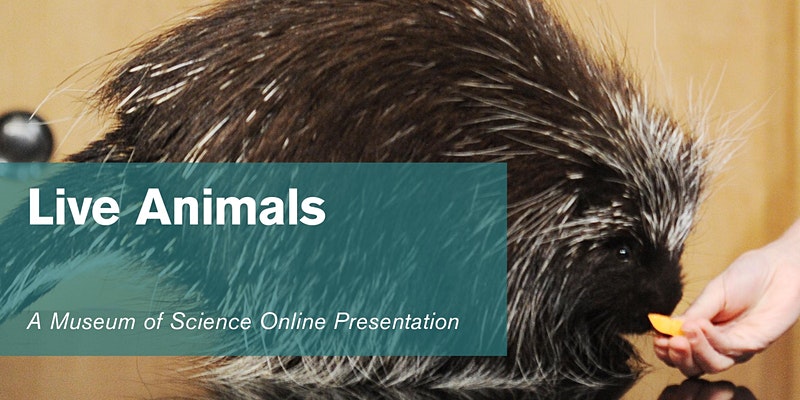 MOS Live Animals: Desert vs. Tropical Habitats - #Livestream [01/08/21]