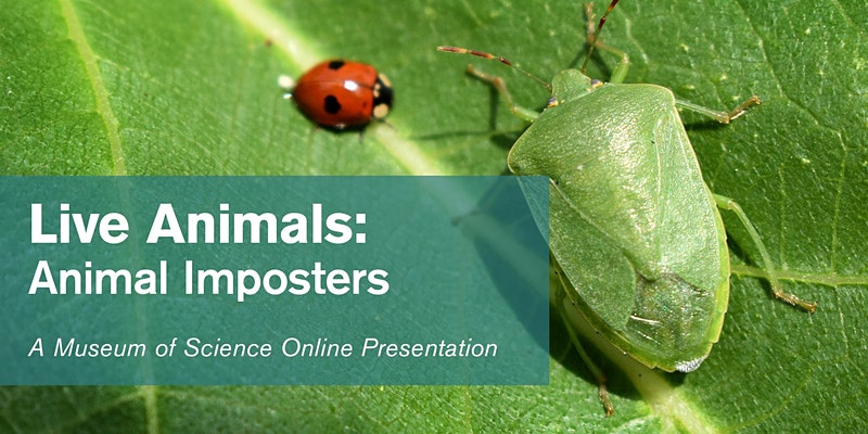 Live Animals: Animal Imposters - #Livestream [02/26/21]