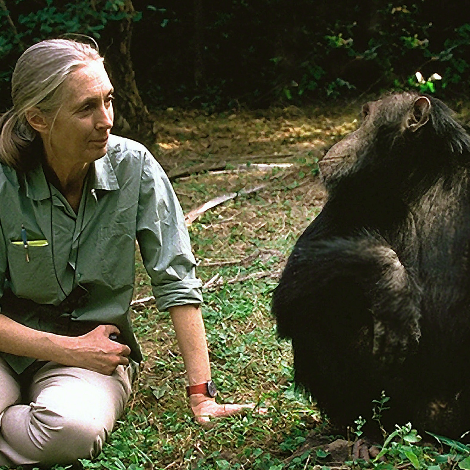 Cultivating Hope, Healing and Courage with Jane Goodall: In ...